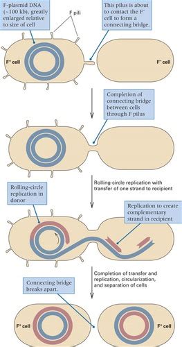 Bacterial Genetics Flashcards Quizlet