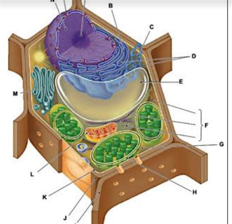 Ap Bio Plant Cell Diagram Quizlet