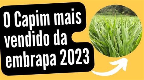 Confira O Capim Mais Vendido Da Embrapa Na Atualidade YouTube