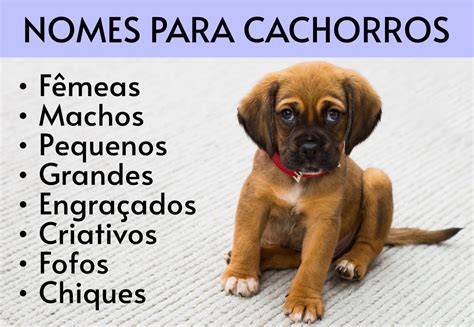 Nomes Para Cachorros Ideias E Sugest Es