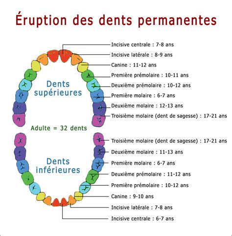 À quel âge les dents font leur éruption