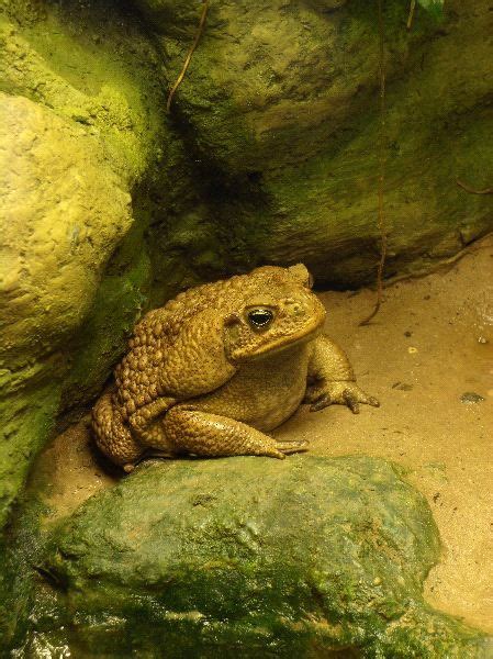 Cane Toad Facts And Information