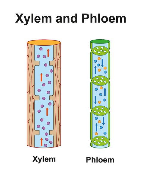 Xylem And Phloem Illustration Acheter Une Photo 13743842 Science