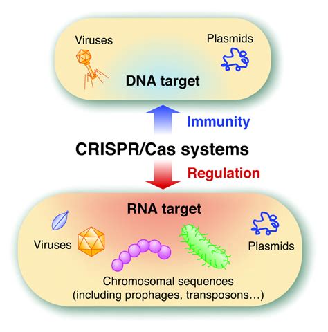 바이오 신기술 CRISPR 알고 보니 세균의 면역시스템 12 연재 Bio뉴스 동향 BRIC