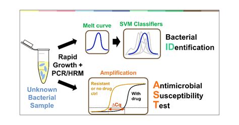 Integrated Bacterial Identification And Antimicrobial Susceptibility
