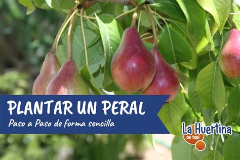 Details Plantar Rboles Frutales Poca Abzlocal Mx