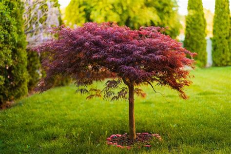 How To Grow And Care For Weeping Japanese Maples Gardeners Path