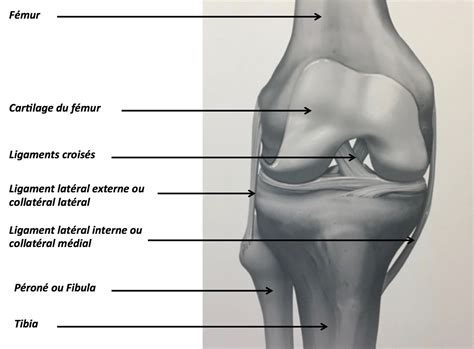 Anatomie du genou Clinique Ostéo Articulaire des Cèdres Grenoble