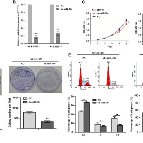Knockdown Of Mir E Inhibited Cell Proliferation And Colony Formation