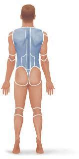 Dorsal Surface Anatomy Diagram Quizlet