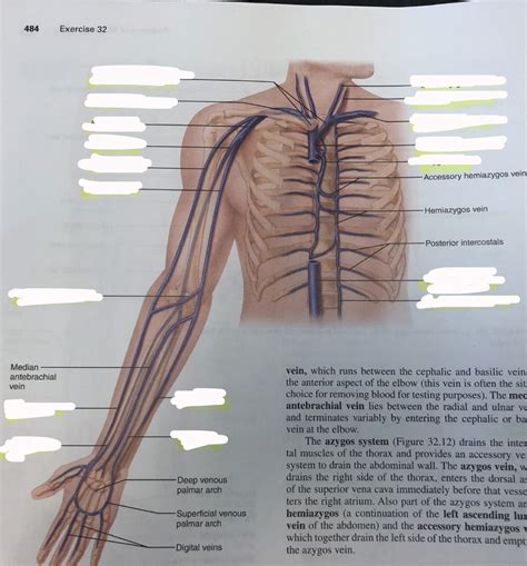 Veins Of Upper Limb Thorax Diagram Quizlet