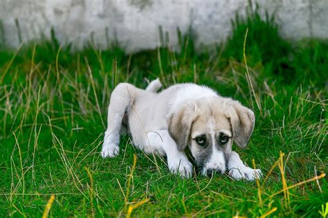 5 Señales que indican que tu perro está enfermo presta atención