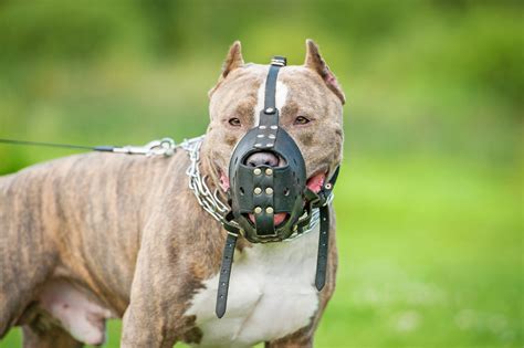 Chiens De Cat Gorie Et Races Et R Glementation