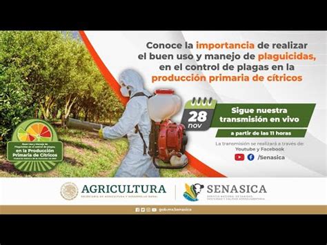 Buen Uso Y Manejo De Plaguicidas En El Control De Plagas En La