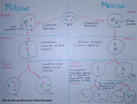 Mitose E Meiose Meiose Mitose Mapa Mental