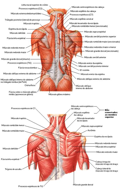 Atlas De Anatomia Sistema Muscular Anatomia Humana I