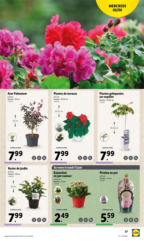 Lidl Arrivage Plantes Et Fleurs Catalogue De La Semaine Du 8 Juin 2022