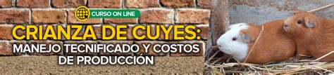 Curso On Line Crianza De Cuyes Manejo Tecnificado Y Costos De
