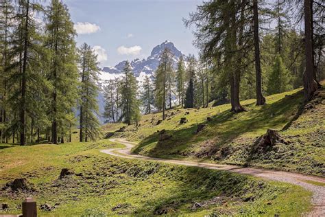 Qué es un ecosistema forestal Revista Ambiente