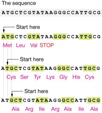 In Frame Definition Genetics Webframes Org
