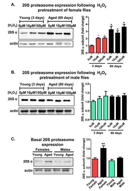 the age and sex specific decline of the 20s proteasome and the nrf2 cncc signal transduction