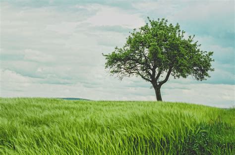 Fotos gratis paisaje árbol césped horizonte planta cielo prado