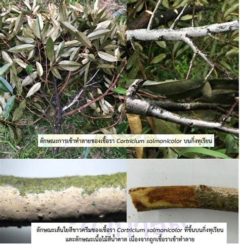 ระวงโรคราสชมพในทเรยน Thai Farmers Library หองสมดเพอเกษตรกรไทย