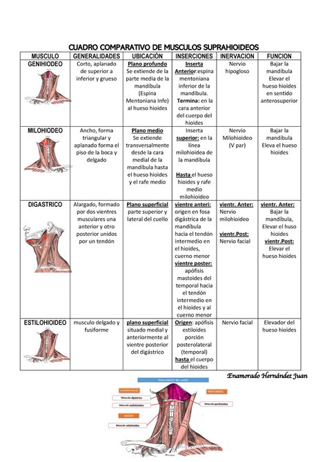 Musculos Suprahiodeos CUADRO COMPARATIVO DE MUSCULOS SUPRAHIOIDEOS