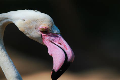 Los Flamencos Viven En Grupos Aves Mundo