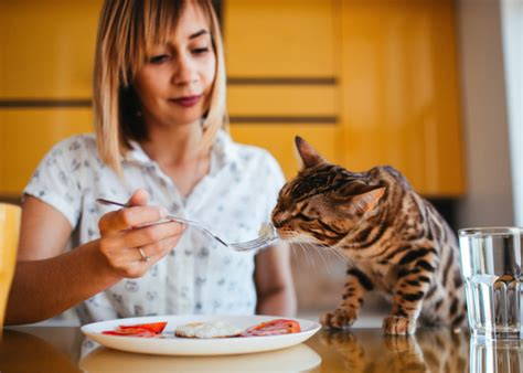 Diese Lebensmittel sind giftig für Katzen