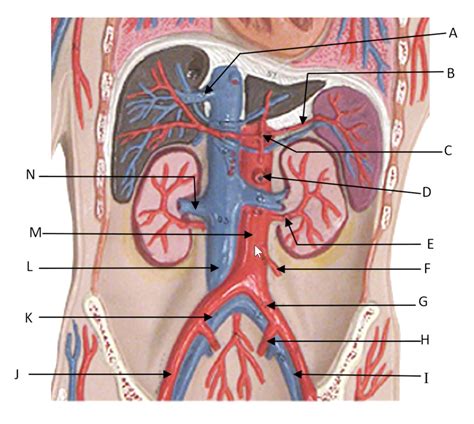 Vasculature Of The Abdomen Teachmeanatomy Off