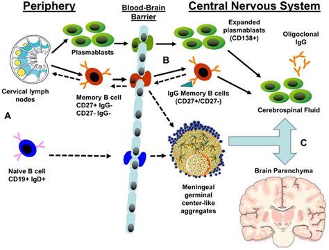 Frontiers The Ins And Outs Of B Cells In Multiple Sclerosis Immunology