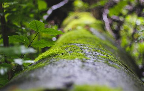 Free Images Tree Nature Forest Grass Branch Sunlight Leaf