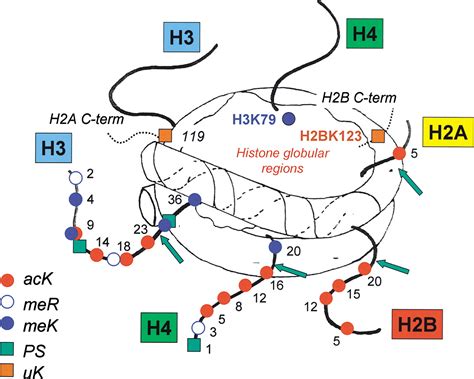 Histone Definition