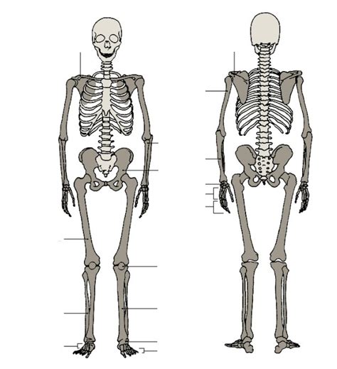 Appendicular Skeleton Diagram Quizlet
