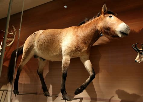 Cheval Du Pal Olithique Hominides
