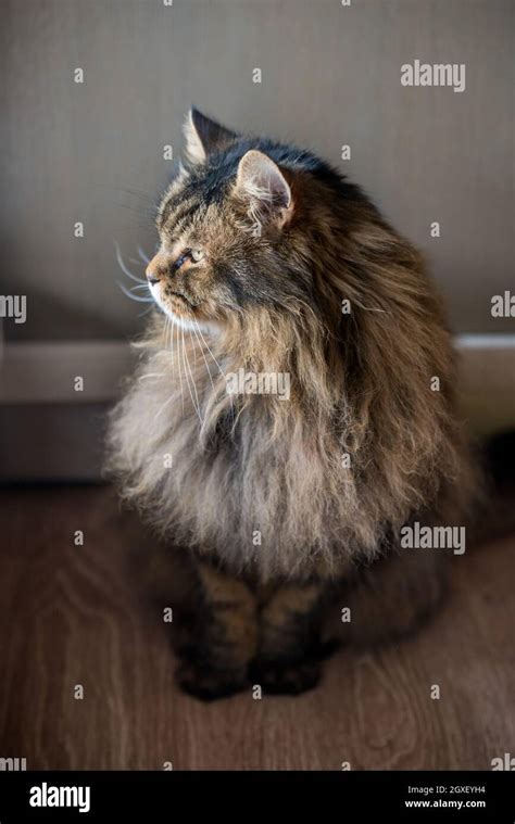 Norvegian Forest Cat Close Up Portrait Looking Out The Window Stock