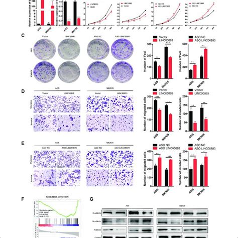 LINC00893 Inhibits GC Cell Proliferation Migration Invasion And EMT