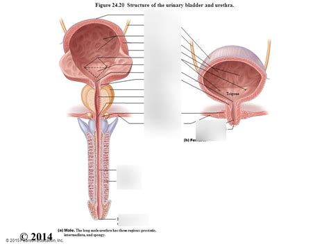 Figure 40 2 Detailed Structure Of The Urinary Bladder Urethral