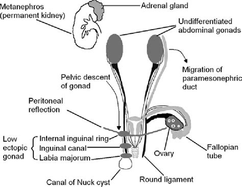 Ppt Embryology Of The Female Genital Tract Powerpoint