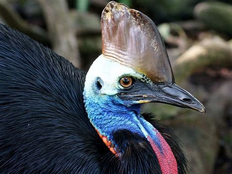 Mengenal Burung Kasuari Burung Paling Berbahaya Didunia Rasudo Fm
