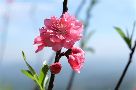 Bloem Roze Bloeien Gratis Foto Op Pixabay Pixabay