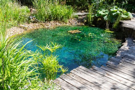 Ecosyst Me Et Zone Humide Cr Ation D Une Mare Entour E De Plantes Et