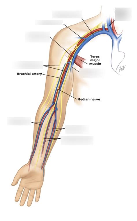 Week Venous Drainage Of Upper Limb Diagram Quizlet