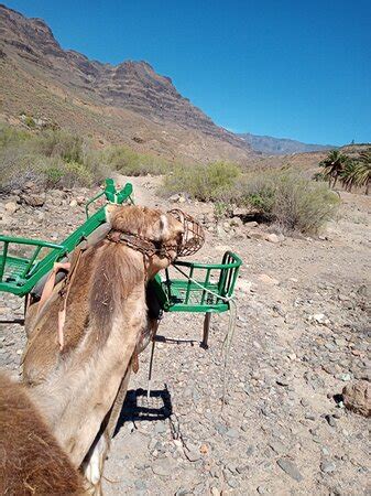 La Baranda Camel Tours Las Palmas De Gran Canaria 2022 Alles Wat U