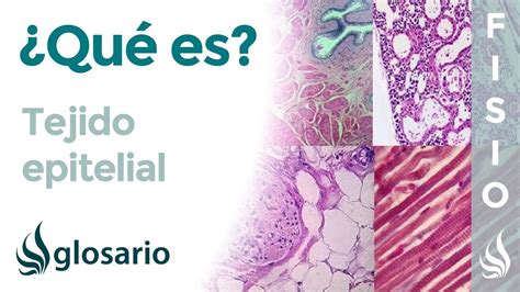 Tejido Epitelial Qu Es Componentes Ubicaci N Clasificaci N Y
