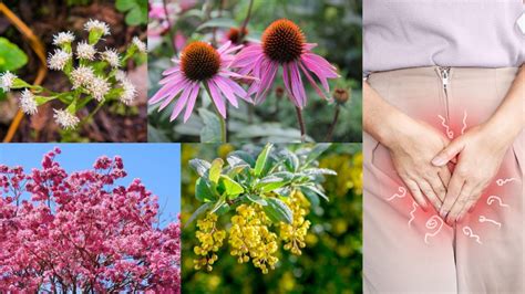 Elimina La Candidiasis Vaginal Con Remedios Naturales