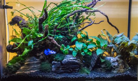 Betta Fish Tank Setup Simple Guide For Beginners FishLab