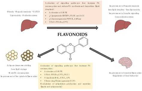 Metabolic Impact Of Flavonoids Consumption In Obesity From Central To
