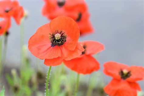 Coquelicot Fleur Rouge Photo Gratuite Sur Pixabay Pixabay
